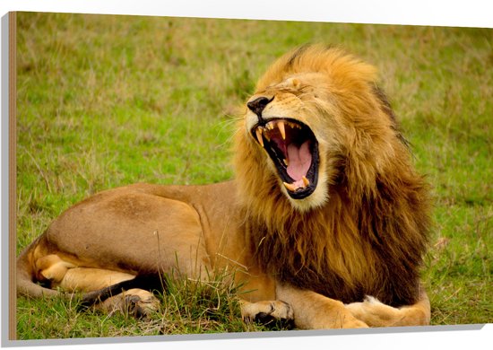 WallClassics - Hout - Liggende Leeuw met open Mond - 120x80 cm - 9 mm dik - Foto op... | bol.com