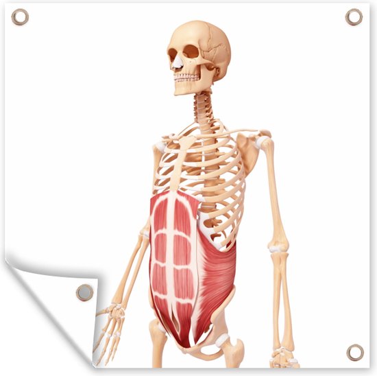 Tuin poster Een illustratie van de rectus abdominis spier - 200x200 cm ...