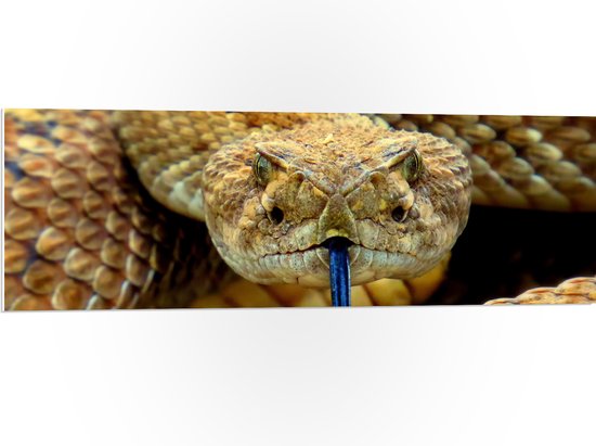 WallClassics - PVC Schuimplaat- Gele Slang met Blauwe Tong - 120x40 cm ...