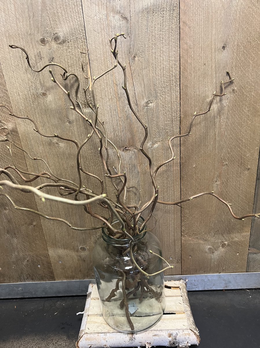 paastakken-coryl av contorta-90-100... | bol.com