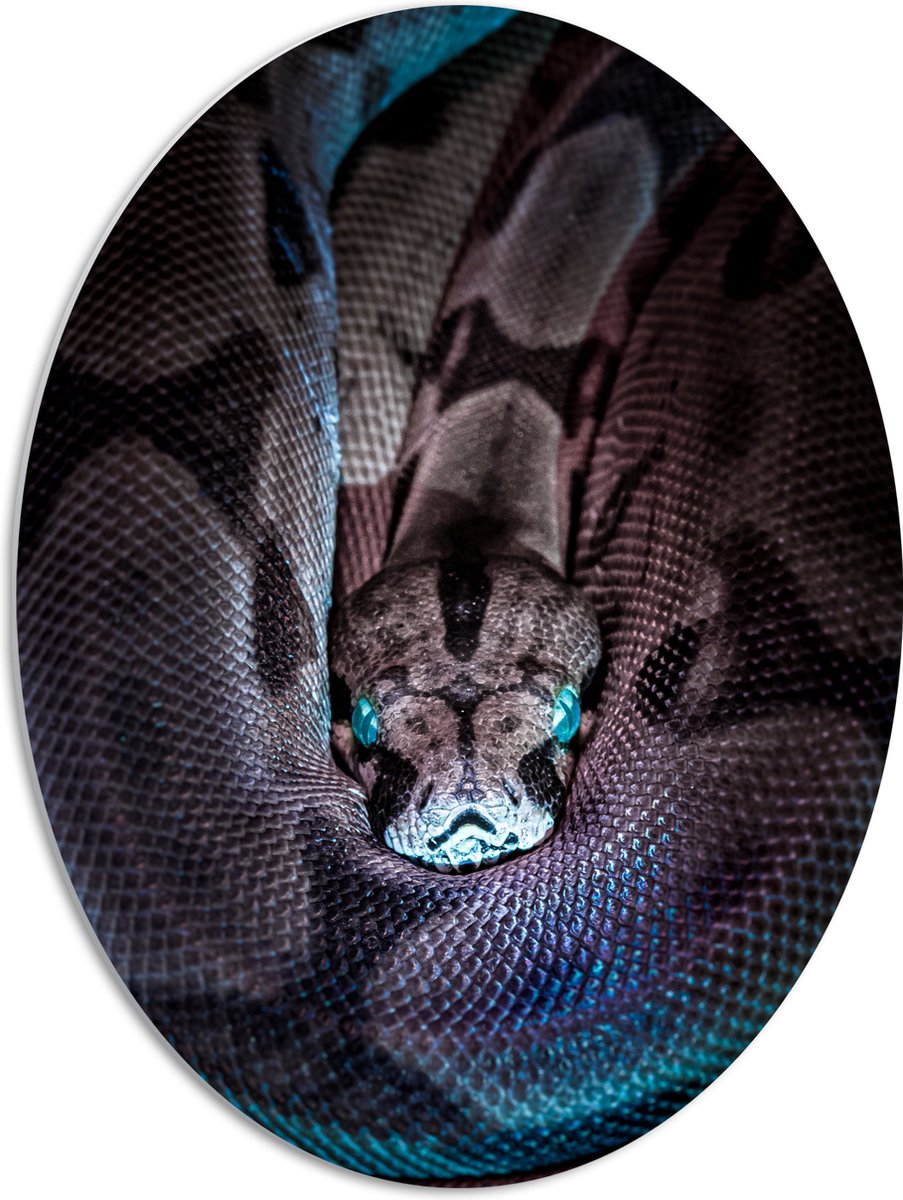 PVC Schuimplaat Ovaal - Opgerolde Slang met Blauwe Ogen - 51x68 cm Foto ...
