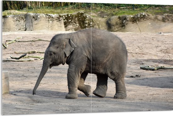 Acrylglas - Lopende Olifant met Slurf in Verblijf - 120x80 cm Foto op ...