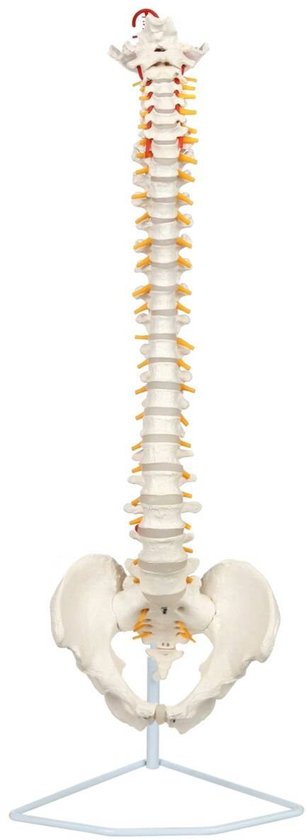 90 cm-Kunststof Ruggengraat met Bekken – Levensecht anatomisch model ...