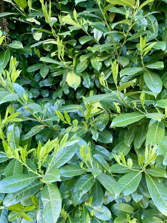 10 x Prunus laurocerasus 'Rotundifolia' - Portugese Laurier 30-50 cm ...