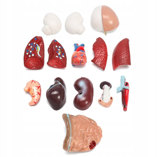 Anatomisch Model Menselijk Lichaam met Organen - Educatieve Speelgoed | bol
