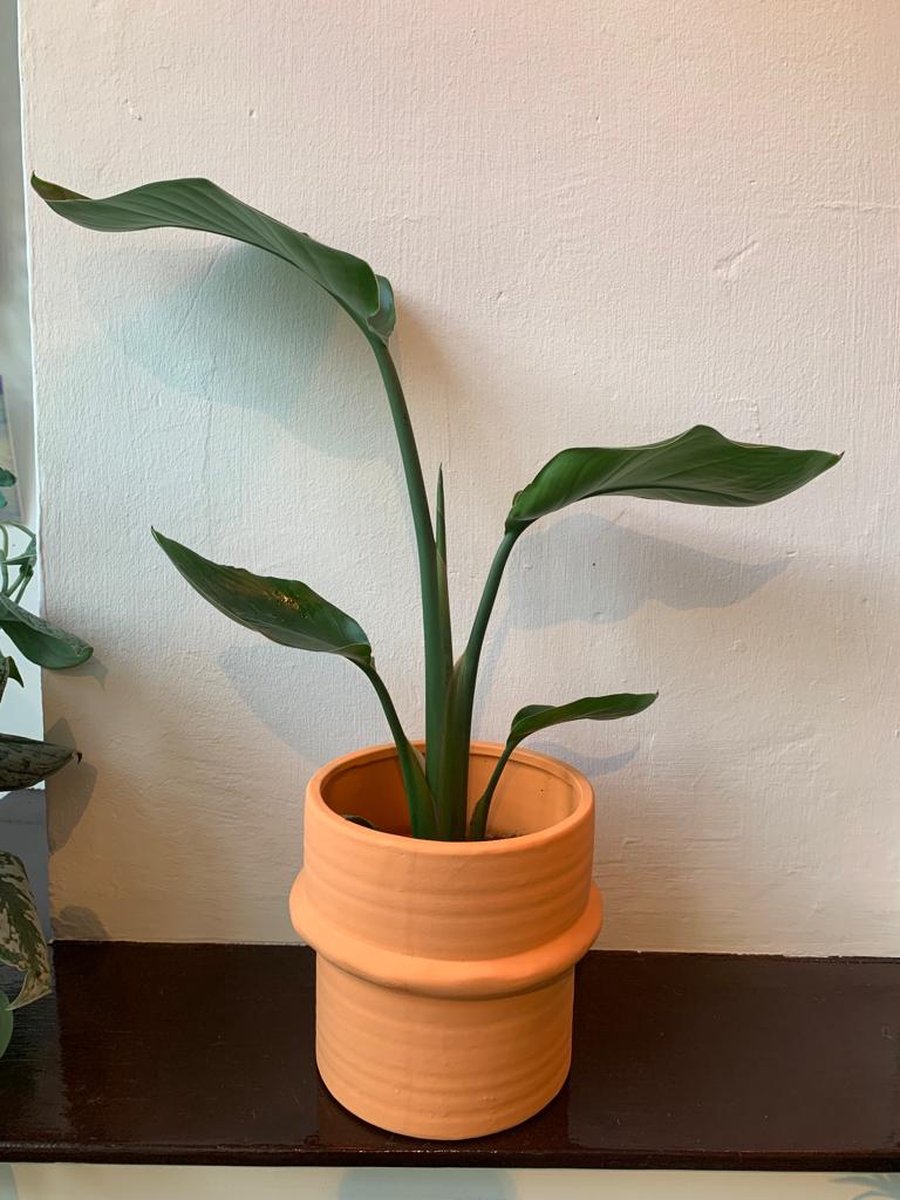 Planten pot voor binnen - Aardewerk - De wonderkas - planten pot ...