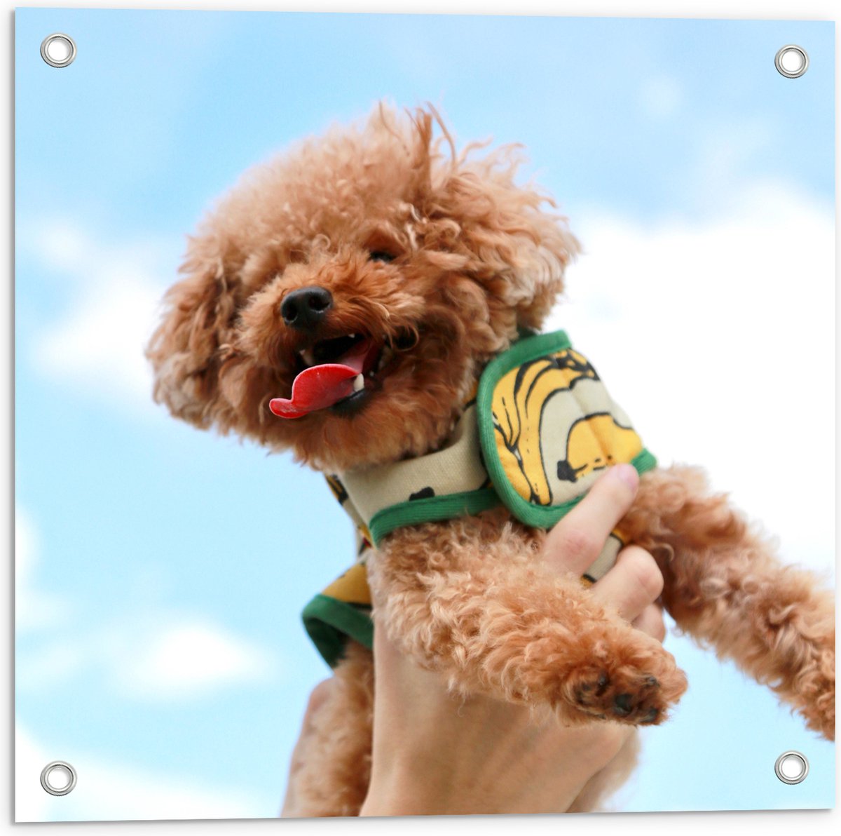 WallClassics - Poster de jardin - Klein chien mignon avec langue tirée ...