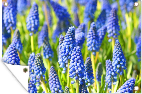 Champ aux fleurs bleues de la jacinthe de raisin Affiche de jardin ...