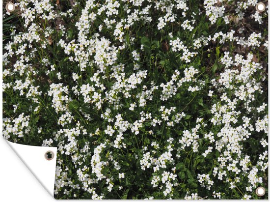 Tuinposter 160x120 cm - Tuindecoratie De witte waterkers bladeren in de ...