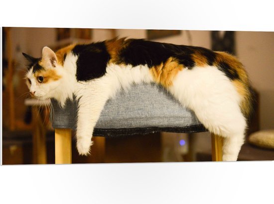 WallClassics - PVC Schuimplaat- Bruin/Zwart Gevlekte Kat uitgestrekt ...