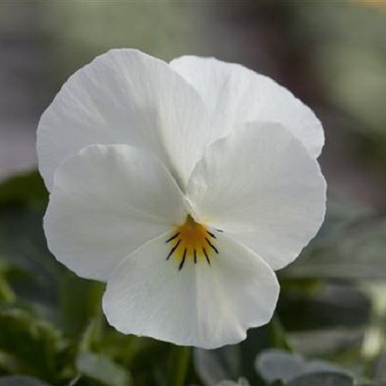 Viooltje Twix Cream | bol