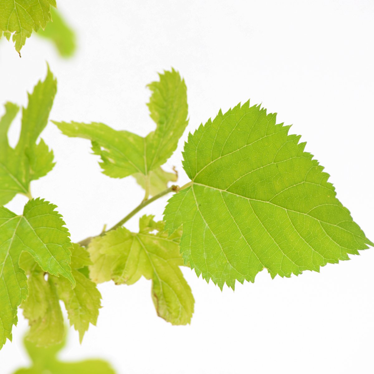 Morus bombycis 'Shin Tso' - Japanse Moerbei - 1,5L pot | bol.com