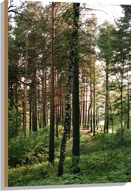 WallClassics - Hout - Hoge Bomen met Groen in Bos - 60x90 cm - 12 mm ...