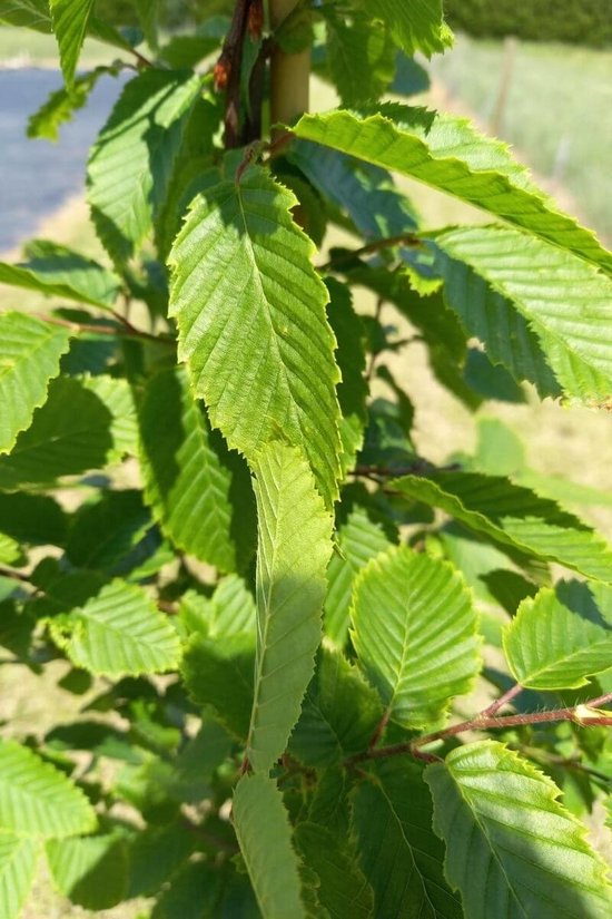 Jonge Zuilvormige Haagbeuk boom | Carpinus betulus 'Fastigiata' | 100 ...