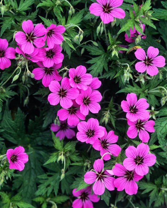 Set van 3 | Geranium 'Patricia' - 0.7 liter pot | bol