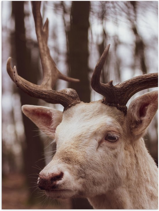 WallClassics - Poster (Mat) - Wit Hert in het Bos - 30x40 cm Foto op ...