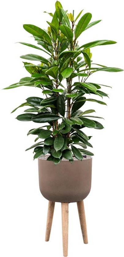 Plant in Pot Ficus Cyathistipula 155 cm kamerplant in Refined Retro ...