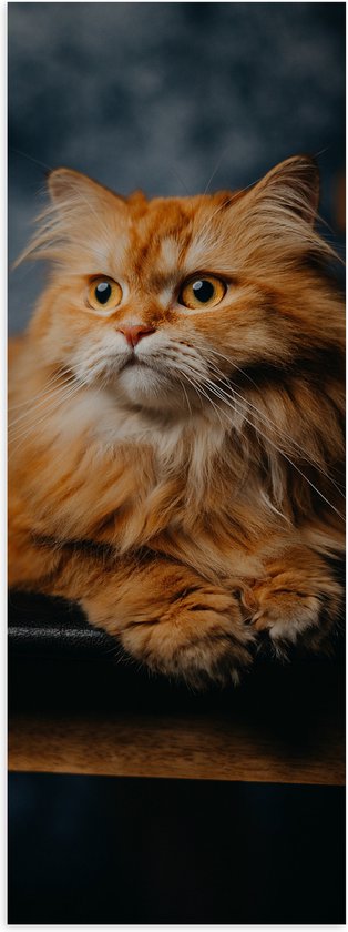 WallClassics - Poster (Mat) - Pers Kat Liggend op Stoel - 40x120 cm ...