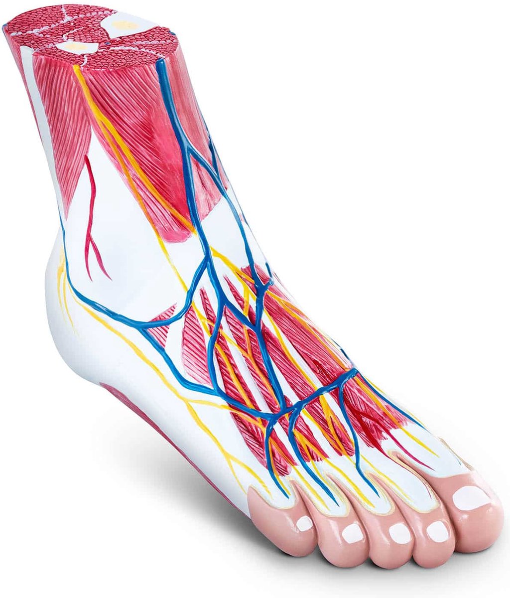 physa Anatomiemodel - voet - drie delen - originele grootte ...