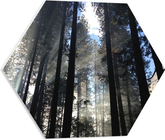 WallClassics - PVC Schuimplaat Hexagon - Donkere Bomen met Zon - 50x43 ...