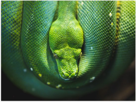 WallClassics - Poster (Mat) - Groene Boompython Slang - 40x30 cm Foto op Posterpapier... | bol