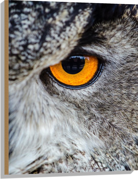 WallClassics - Hout - Close up van Geel Oog van Uil - 60x80 cm - 12 mm ...