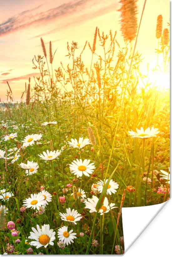 Poster Bloemen - Madelief - Natuur - Zon - Horizon - 20x30 cm | bol.com
