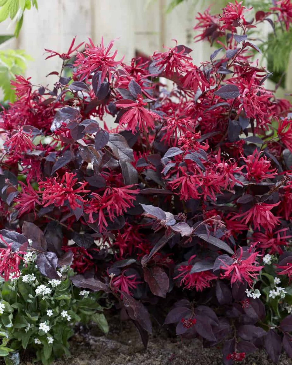 Loropetalum chinense ‘Ever Red’ – Heksenstruik in C2 liter pot met ...