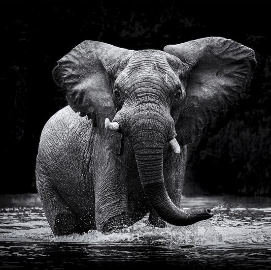 Woonexpress Canvasschilderij Olifant - Canvas - Zwart - 100 x 4 x 100 ...