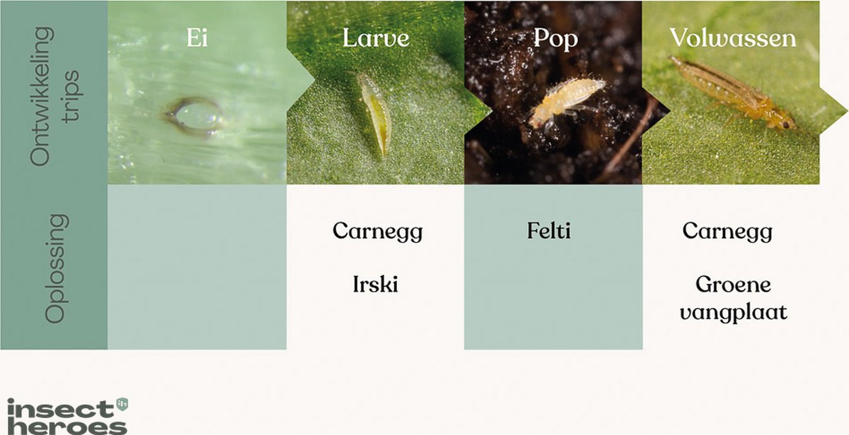 Biologische bestrijden van trips met behulp van Insect Heroes Optimized ...