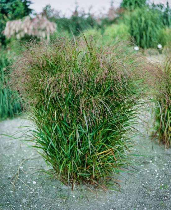 Panicum virgatum 'Squaw' C3 | bol.com