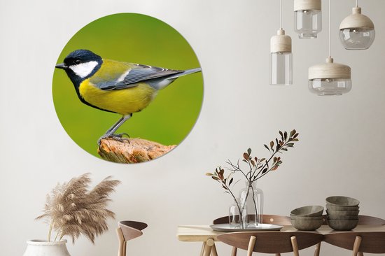 Behangcirkel - Vogel - Koolmees - Groen - Dieren - Zelfklevend behang ...