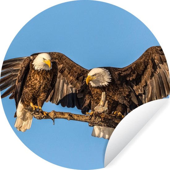MuchoWow - Behangcirkel - Vogel - Takken - Arend - Roofvogels - Lucht ...