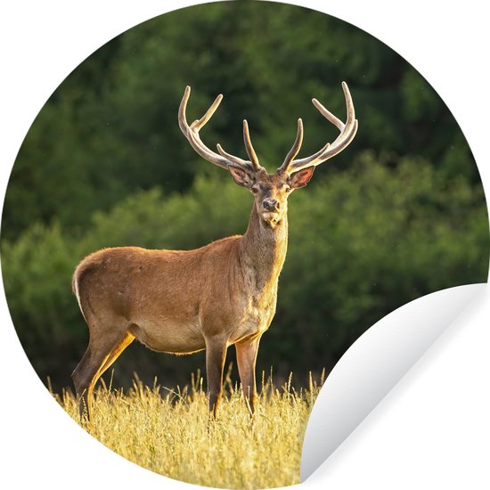 Behangcirkel - Behangsticker - Hert - Natuur - Weide - Bos - Natuur ...