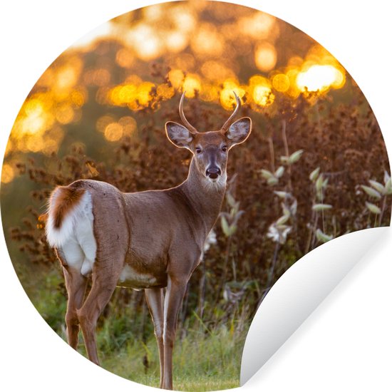 Behangcirkel - Zelfklevend behang - Hert - Heide - Natuur ...