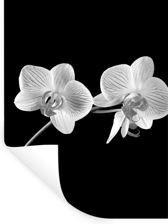 Muurstickers - Sticker Folie - Orchidee - Bloemen - Zwart - Roze - Knoppen - 120x160... | bol