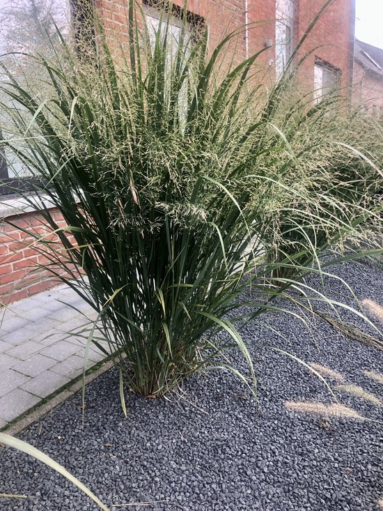 12 x Panicum virgatum 'Northwind' - Vingergras in 9x9cm pot | bol