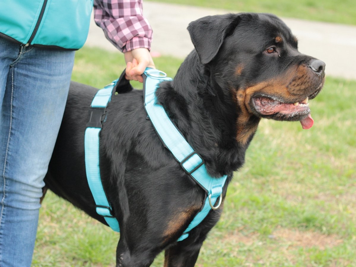 Harness Comfort plus - chocolate M | bol.com
