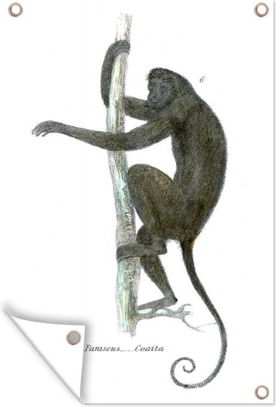 Muurdecoratie Een illustratie van een slingeraap op een bamboestok ...