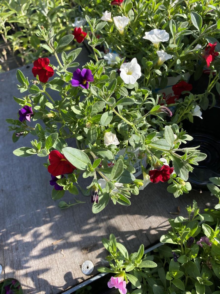 Festival of colours mix calibrachoa | bol.com