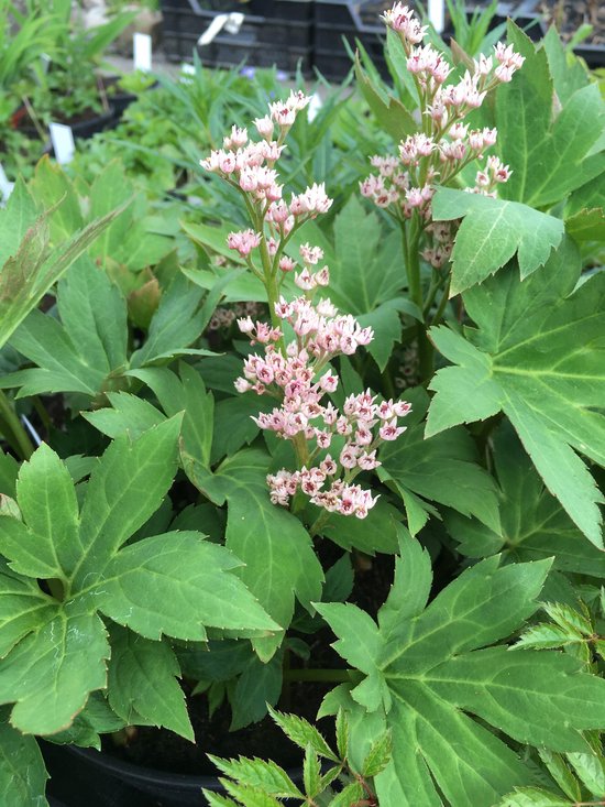 6 x Mukdenia rossii ‘Karasuba’ - Steenbreekfamilie - P9 Pot (9 x 9cm ...