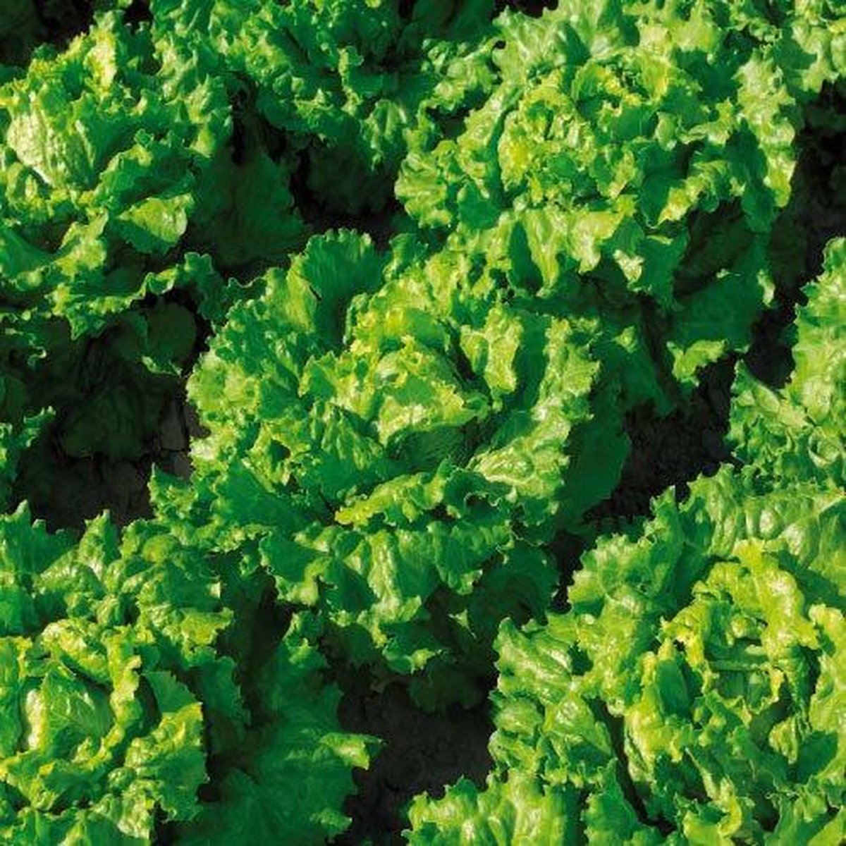 Groene Batavia plantjes - zelf groente kweken - moestuin - 10 planten ...