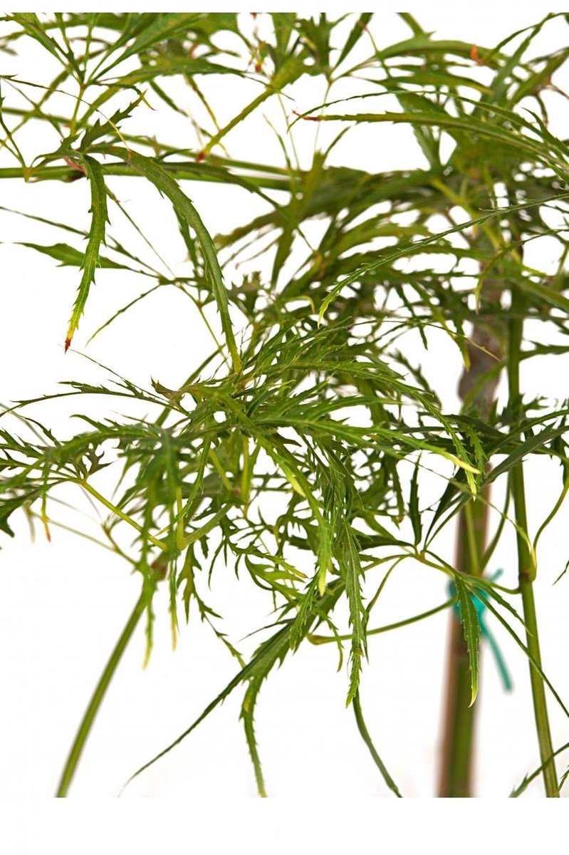 Japanse Esdoorn Groen op stam - Acer Palmatum Dissectum - Totale hoogte ...