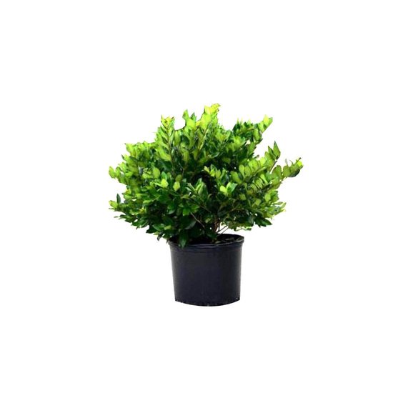 Ligustrum Lucidum - Liguster - 30-40 cm in pot: Grote struik of kleine ...