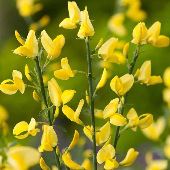 Cytisus Praecox 'Allgold' - Brem - 40-60 cm in pot: Vroegbloeiende brem ...