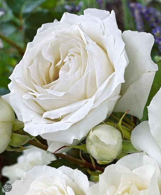 Grootbloemige roos 'White Symphony' | bol.com