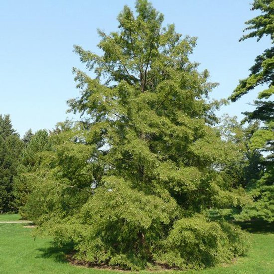 TAXODIUM DISTICHUM - Moerascypres 100-125cm kluit | bol.com