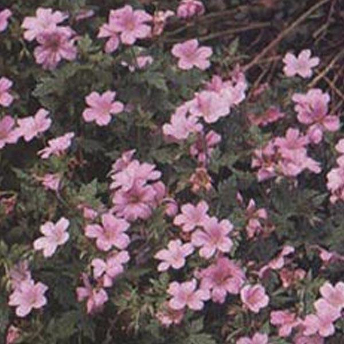 6 x Geranium Endressi 'Wargrave Pink' - Géranium vivace d'Endress godet ...