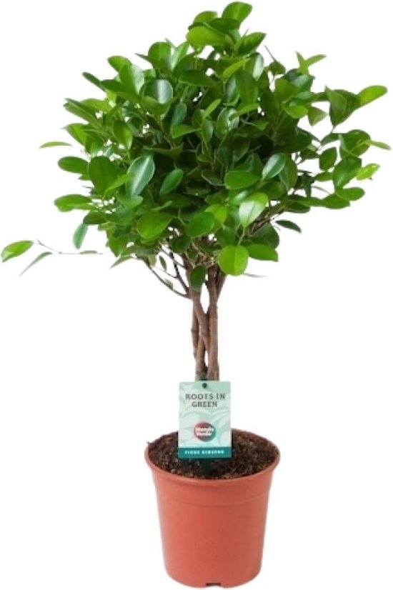 Ficus Microcarpa Moclame | bol.com