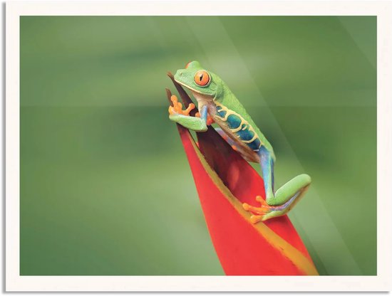 Poster Roodoog Boomkikker Rechthoek Horizontaal Met Lijst XL (70 X 50 ...
